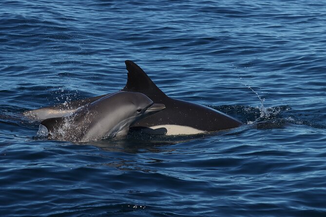 Dolphin Watch & Benagil Caves Boat Tour With Biologist Guide - Booking and Cancellation Policy