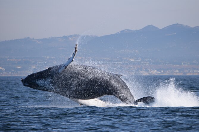 Dolphin & Whale Watching - Frequently Asked Questions