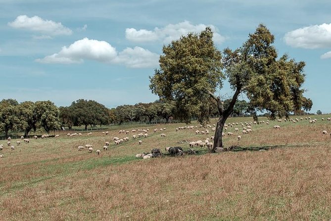 Évora and Megaliths Tour: A Review - Traveler Feedback and Recommendations