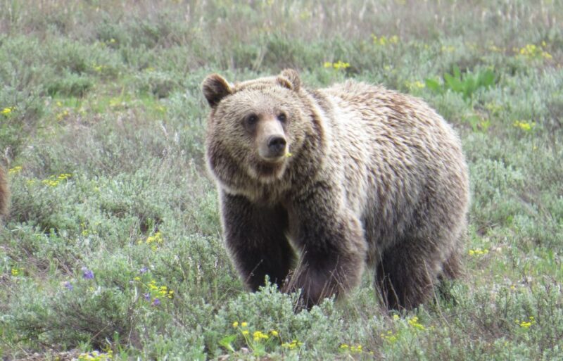 From Jackson Hole: Grand Teton National Park Sunrise Tour - FAQ