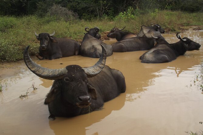 Full Day Safari Tour in Yala National Park - The Sum Up