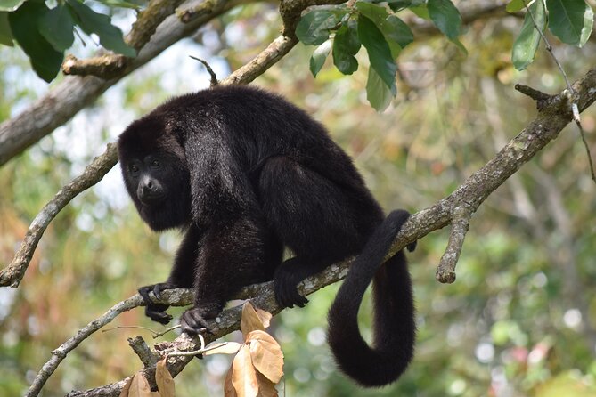 Guanacaste Rainforest Safari With Meal - Wildlife Encounters