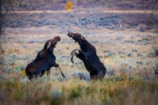 Half Day Group Sunset Wildlife Safari - Frequently Asked Questions