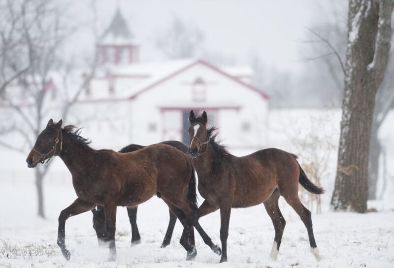 Lexington: Thoroughbred Horse Farm Tour and Scenic Bluegrass - Final Thoughts