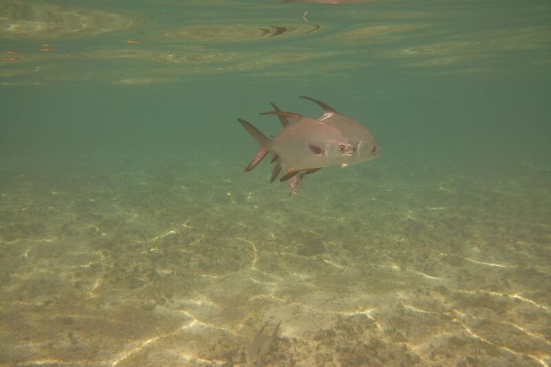Lower Grand Lagoon: Panama City Beach Guided Snorkeling Tour - Price and Value Analysis