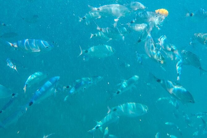 Medulin Glass Boat Tour Experience Review - Unique Aspects of the Medulin Glass Boat Tour