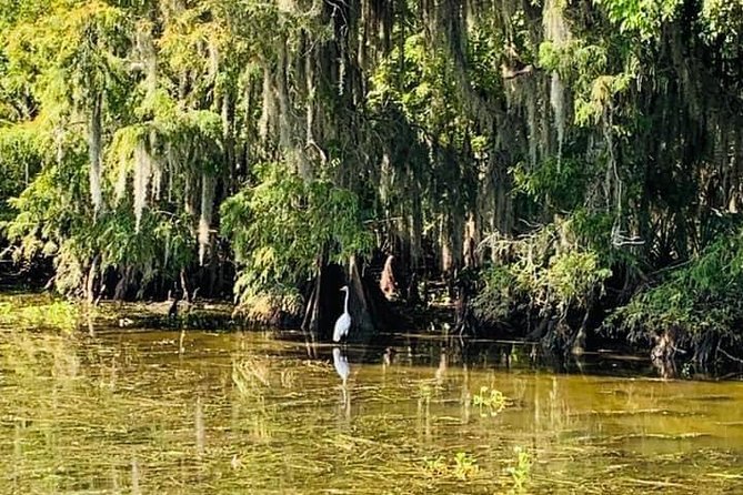 New Orleans Large Airboat Swamp Tour - Booking and Logistics