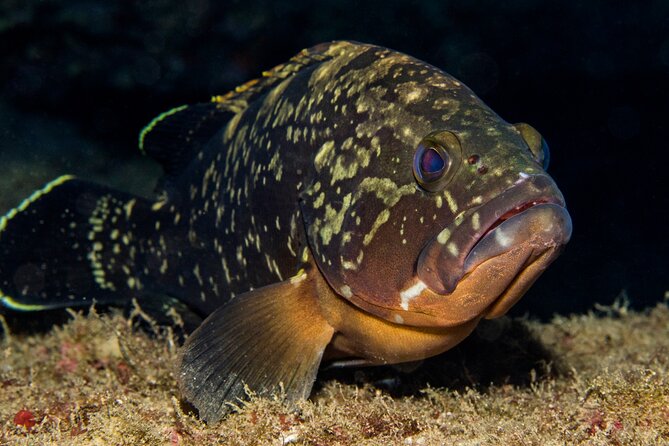 Plakias: Try Scuba Diving First Time - Private, From 8 Yrs. - Participation Requirements and Booking Details