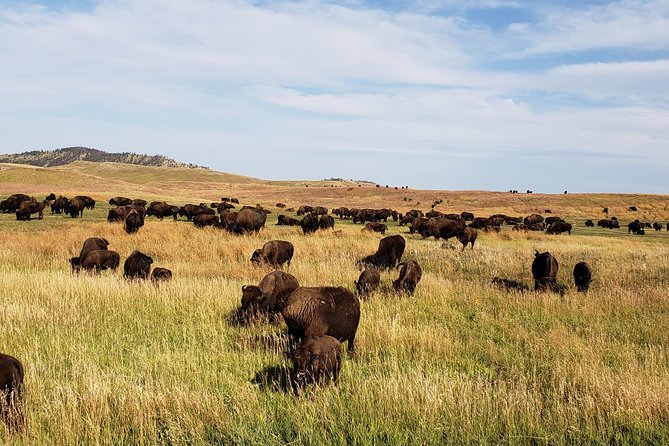 Private Tour of Mount Rushmore, Crazy Horse and Custer State Park - Booking and Pricing