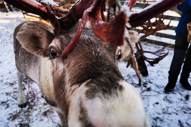 Santas Reindeer & Husky Safari + Santas Pets + Aurora Hunt! - Exploring Rovaniemi