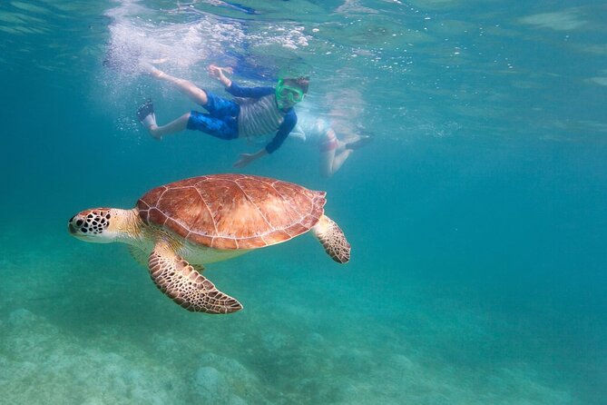 Snorkeling and Boat Tour in a Turtle Area - Preparing for an Unforgettable Adventure