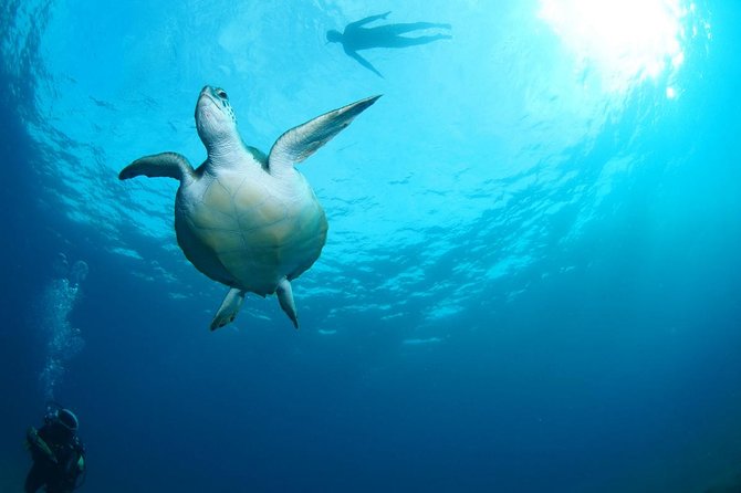 Tenerife Turtle and Snorkel Tour From Costa Adeje - Getting to the Meeting Point