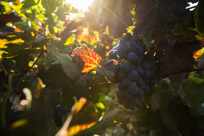 Vineyard Tour With Wine Tasting and Local Products - Booking and Tour Information
