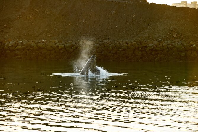 Whale Watching Cruise on a Yacht in Reykjavik - Unique Perspective of Reykjavik