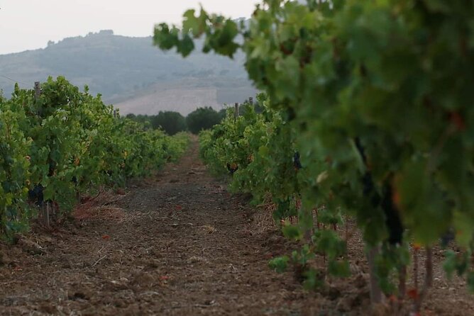 Wine Tour in the Historic Baglio Florio Adamo With Lunch - Exploring the Wine-Making Process