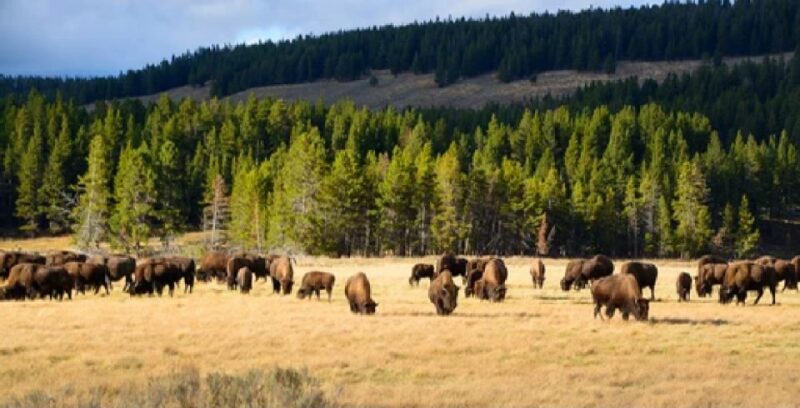 Yellowstone: Old Faithful, Waterfalls, and Wildlife Day Tour - Iconic Stops: Old Faithful and Yellowstones Geyser Basins