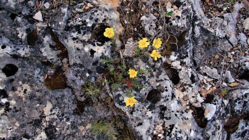 Donkey Walk in Suttaterra Forest From Dorgali - Frequently Asked Questions