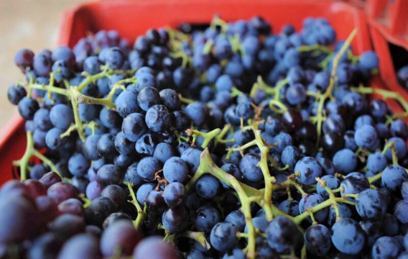 From Orosei: Archaeology, Wine Tasting & Landscapes Tour - Frequently Asked Questions