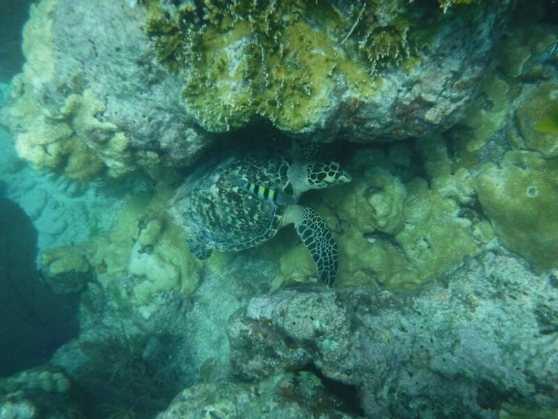 Key West: Reef Snorkel Morning Tour with Breakfast & Mimosas - Frequently Asked Questions