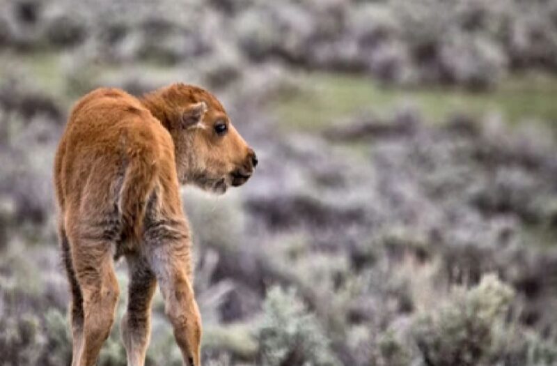 Yellowstone: Old Faithful, Waterfalls, and Wildlife Day Tour - Timing and Duration