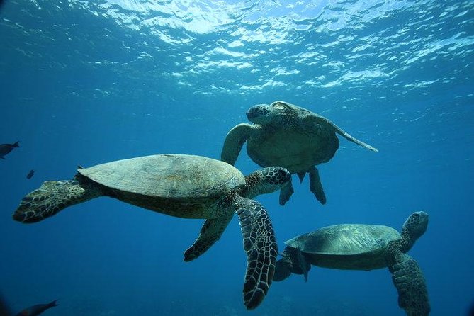 9am Turtle Canyon Snorkel Adventure - 9am Turtle Canyon Snorkel Adventure: A Detailed Review