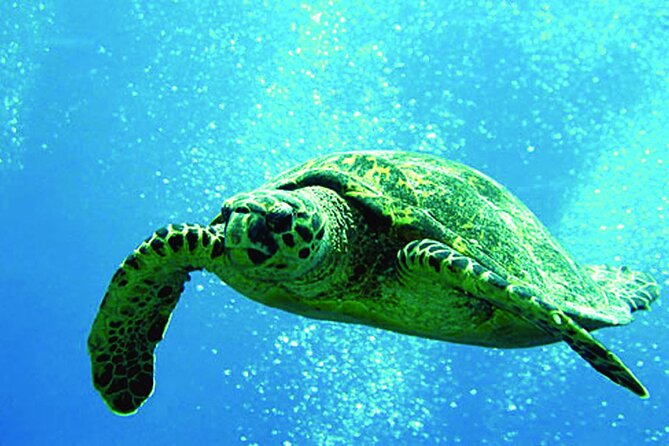 Afternoon Hawaiian Green Sea Turtle and Dolphin Snorkel and Sail - Key Points