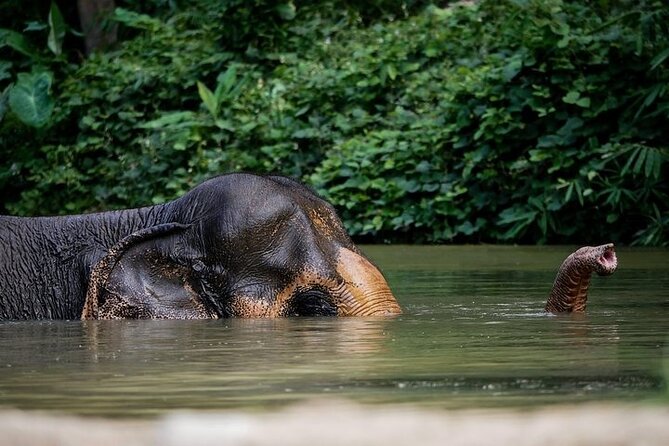 An Afternoon with the Elephants at Phuket Elephant Sanctuary - An In-Depth Look at the Phuket Elephant Sanctuary Experience