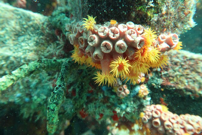 Atlantic Ocean Snorkeling Experience - Exploring the Atlantic Ocean Snorkeling Experience in Fort Lauderdale