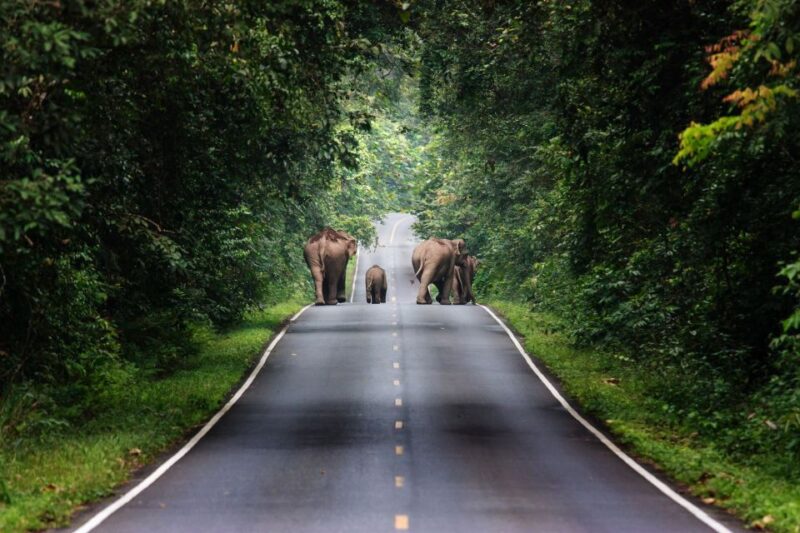 Bangkok: Khao Yai National Park with Horseback Ride Day Trip - Key Points
