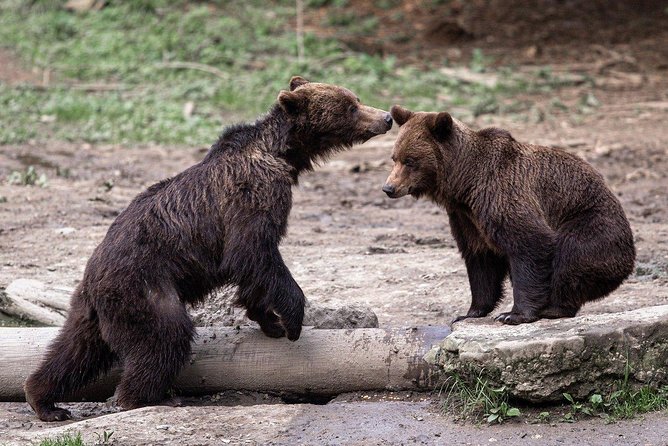Bear watching experience near Brasov - A Deep Dive into the Bear Watching Adventure