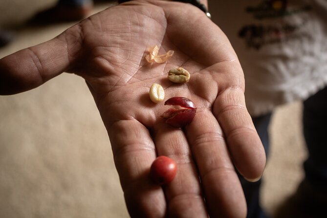 Best Coffee Tour From Medellin With Lunch and Transportation - Key Points