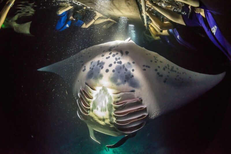 Big Island: Night Swim with Manta Ray with Hot Chocolate - Key Points