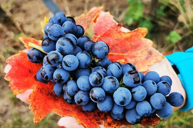 Bike & Wine Tour in Dealu Mare Wineland - About Your Stay