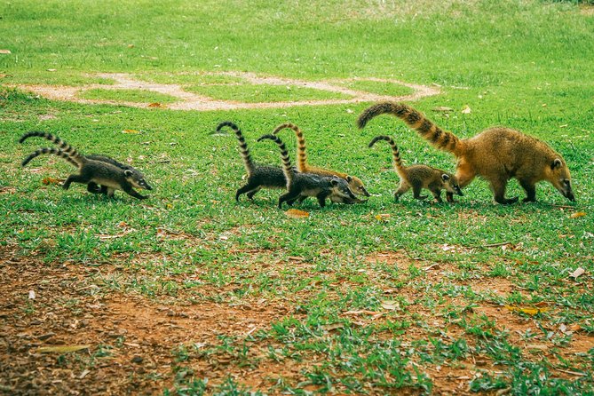 Brazilian Side of Iguazu Falls Tour From Puerto Iguazu - Tour Overview and Logistics