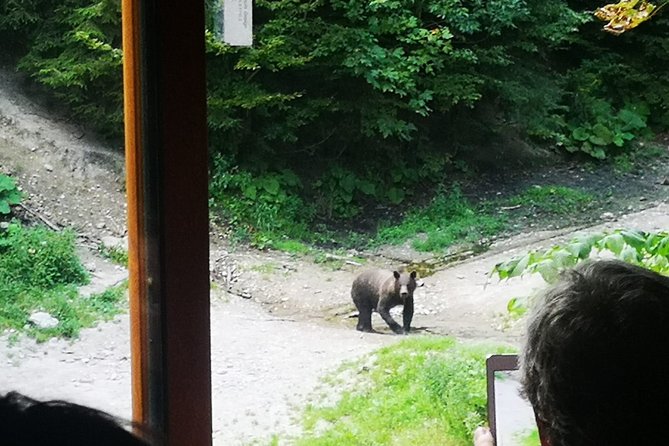Brown Bears in the Wild, No Fence - Key Points