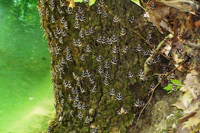 Butterflies Valley & Wine Tasting Experience Private Tour - Key Points