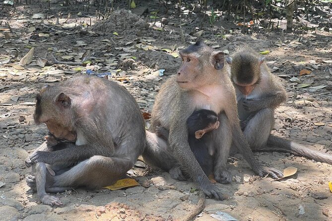 Can Gio Mangroves - Monkey Island by Motorbike and Scooter - Key Points