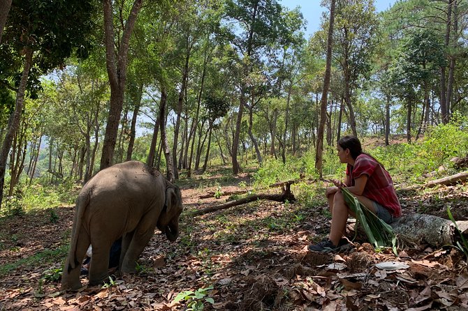 Care Pride Elephants: Full-Day Tour Experience - Who is this tour best suited for?