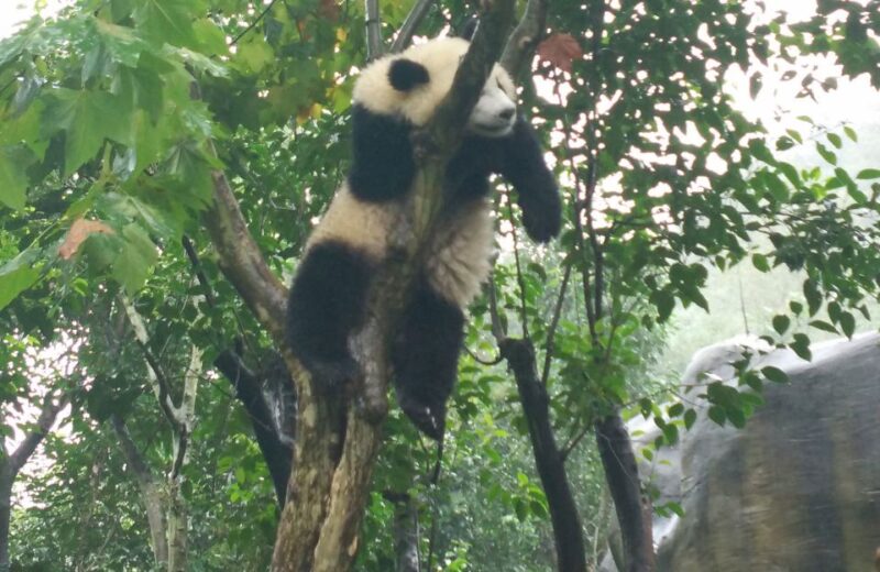 Chengdu Private Tour of Leshan Buddha and Panda Base - What Makes This Tour Stand Out?