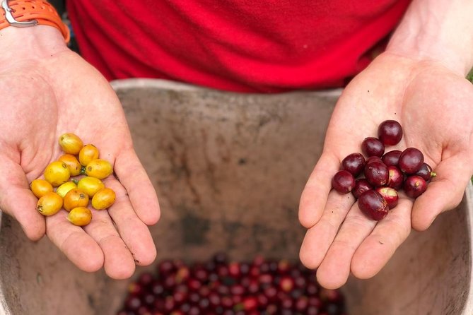Coffee Farm and Salento Walking Tour - Tour Overview