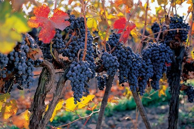 Concha Y Toro Winery Tour From Santiago - Tour Duration and Accessibility