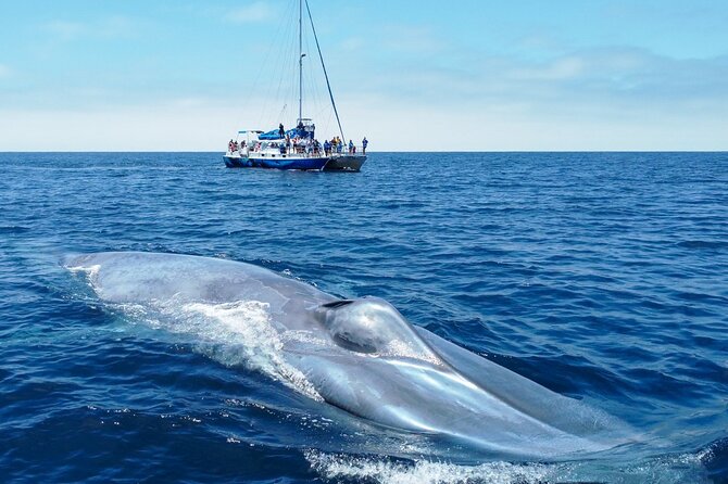 Dana Point Dolphin and Whale Watching Eco-Safari - What to Expect from the Dana Point Eco-Safari