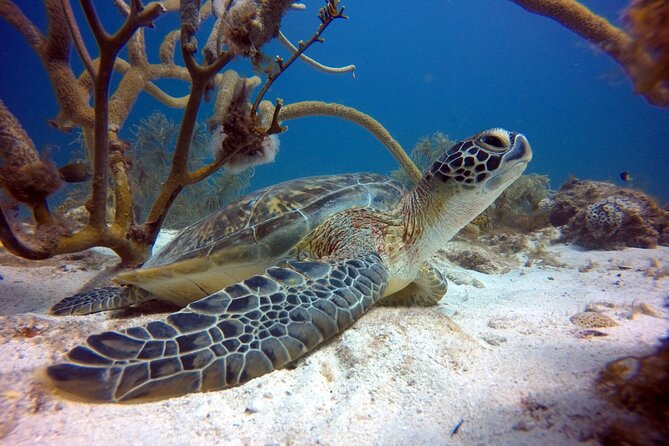Discover Scuba diving on Arubas reef (Private tour) - What to Expect from Your Aruba Discover Scuba Tour