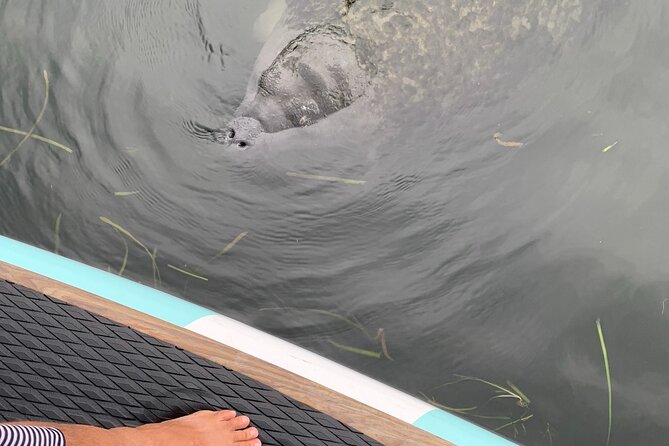 Dolphin and Manatee Adventure Tour of Naples with Florida History - Exploring the Naples Waters: What to Expect