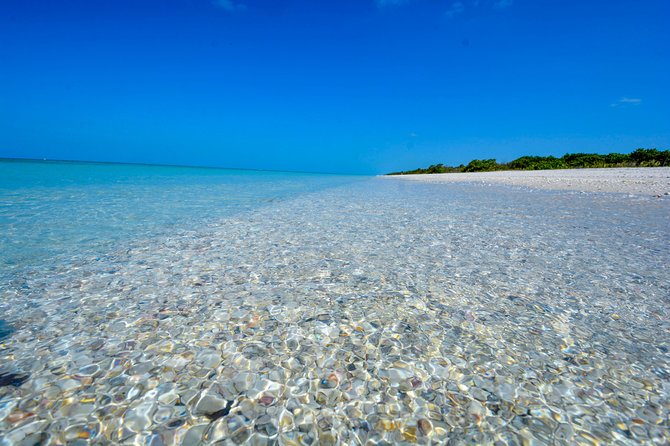 Eco Shelling Cruise to Keewaydin Island - What Travelers Love Most