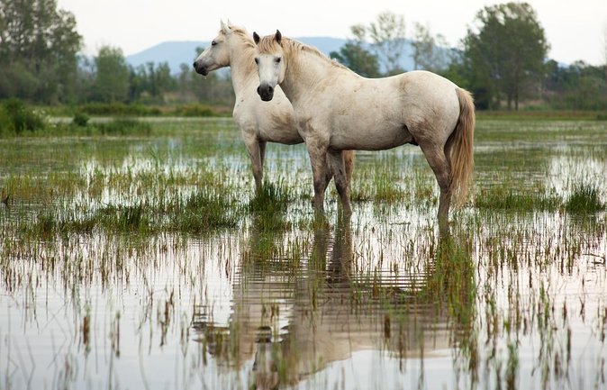 Electric bike excursion in Camargue - Key Points