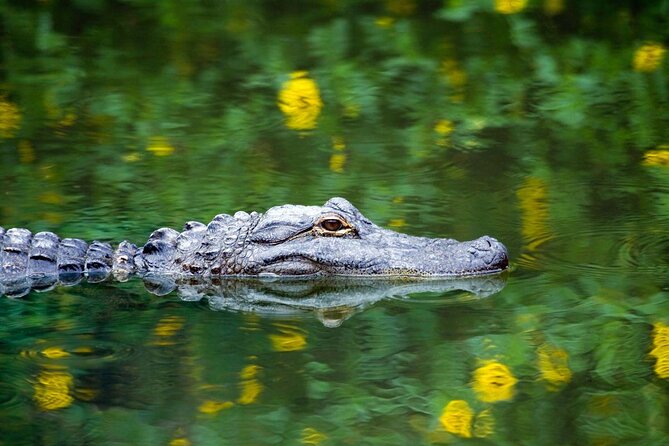 Everglades Tour with professional Tourguide inclusive pickup - What the Tour Offers: A Complete Overview