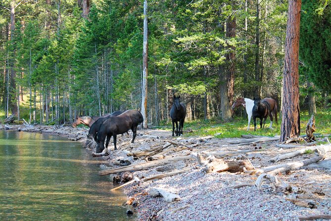 Flathead Lake Private Sunset Wild Horse Island Boat Tour - The Experience: An Honest Breakdown of the Tour