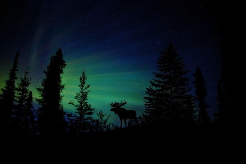 From Fairbanks: Northern Lights and Arctic Circle Tour - An In-Depth Look at the Journey