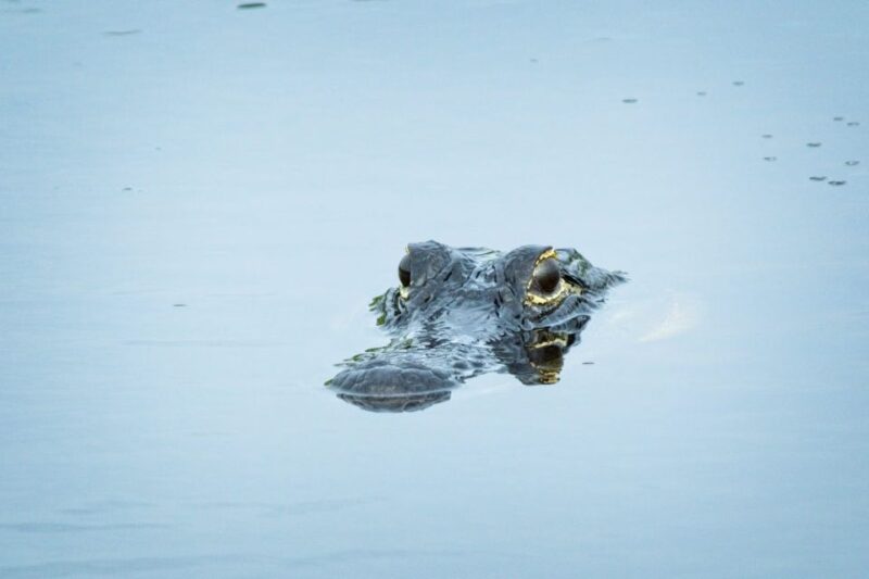 From Naples: 10,000 Islands Boat Trip & Everglades Walk! - Key Points